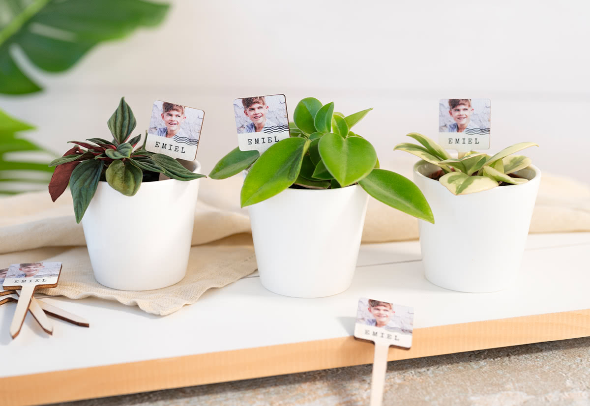 Flower pot - 12 pcs